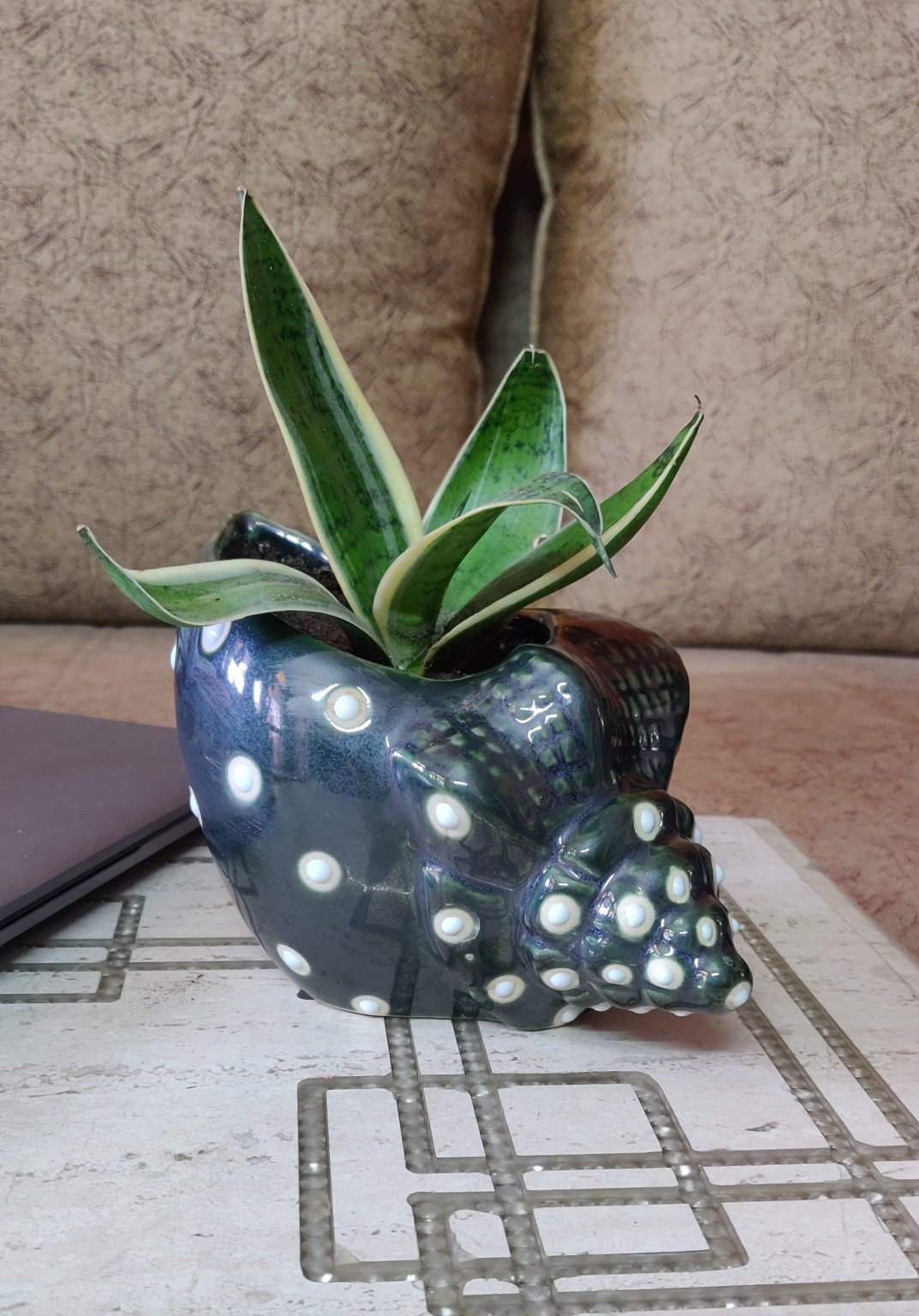 Shell pot with Chocolate – Akisha